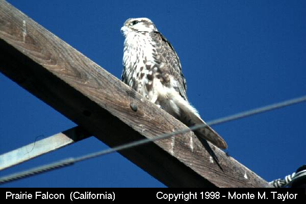 Raptor (Hawks, Eagles, Falcons, Merlin, Caracara, Condors, Accipiters ...