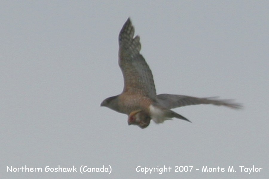 Raptor (Hawks, Eagles, Falcons, Merlin, Caracara, Condors, Accipiters ...