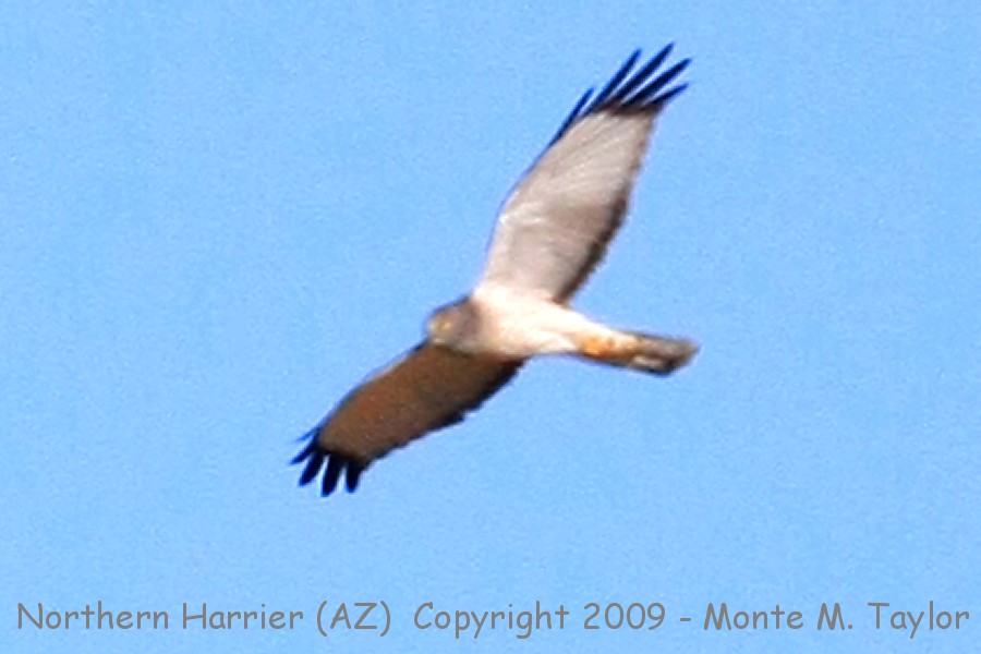 Raptor (Hawks, Eagles, Falcons, Merlin, Caracara, Condors, Accipiters ...