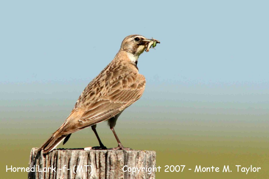 Swallows, Lark, and Martin Gallery