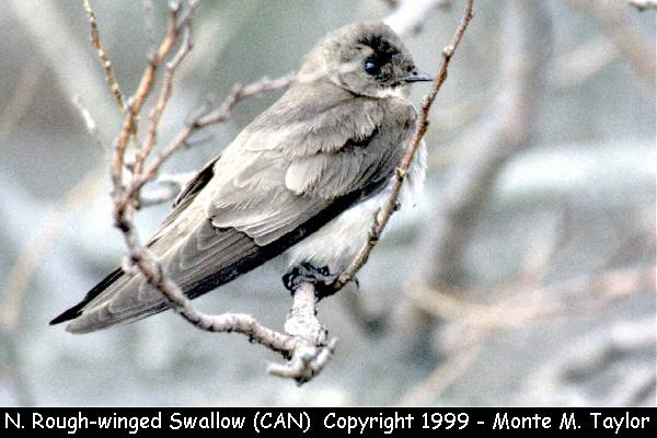 Swallows, Lark, and Martin Gallery