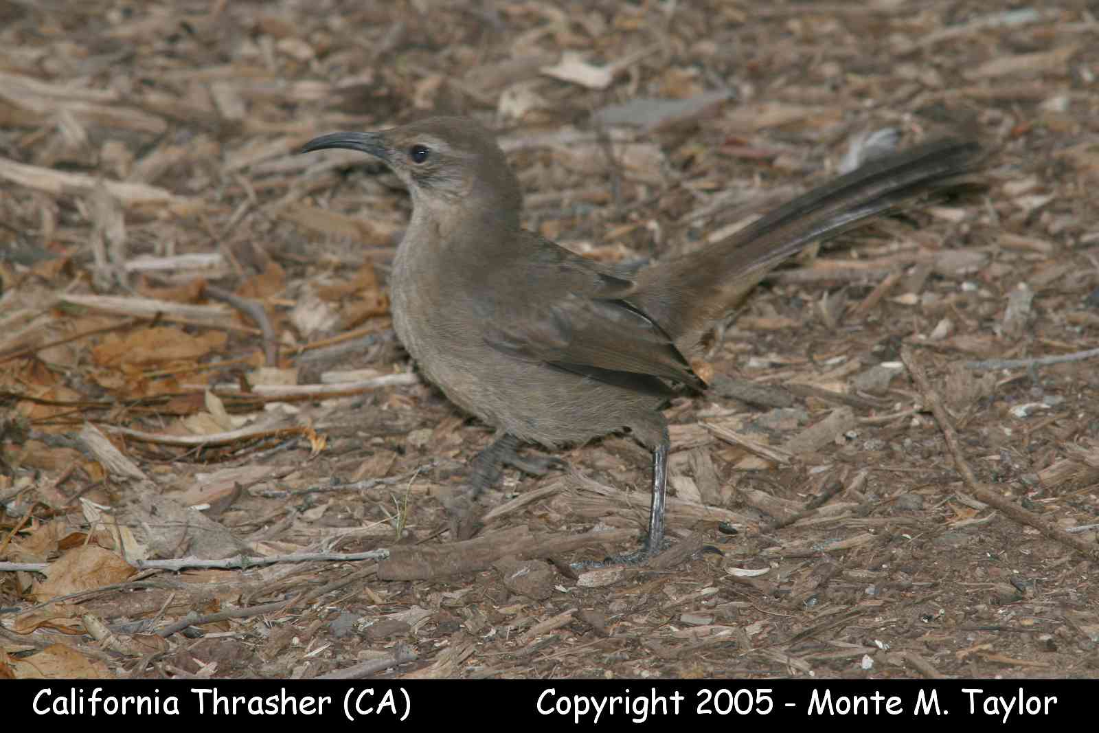 Thrasher, Mockingbird, Catbird, & Shrike Gallery