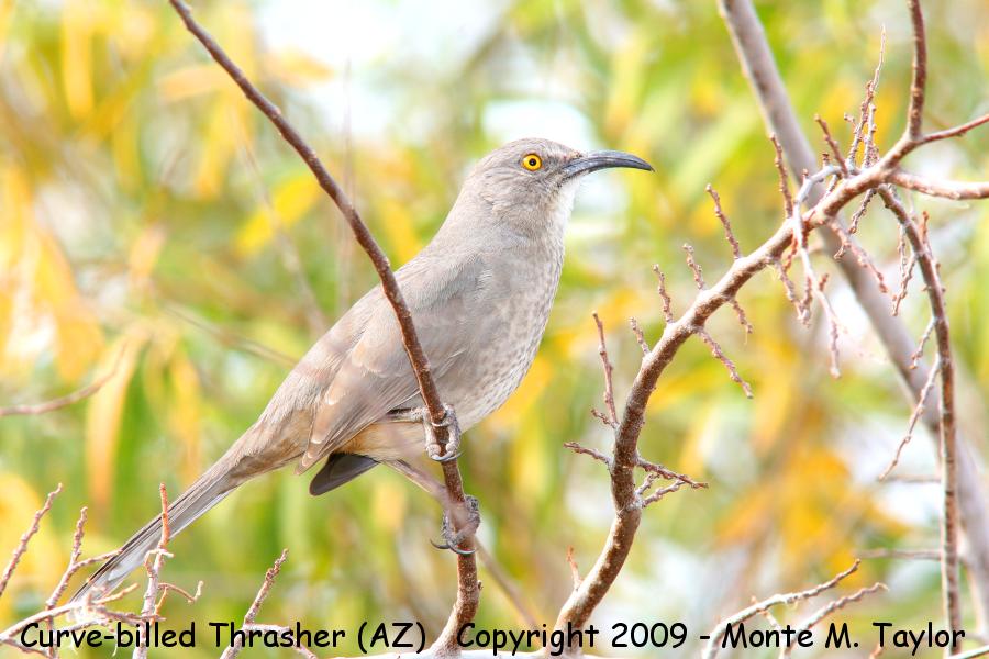 Thrasher, Mockingbird, Catbird, & Shrike Gallery