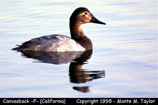 Waterfowl ( 1 ) Gallery