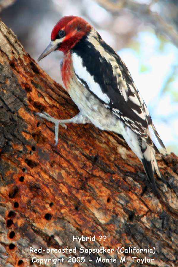 Woodpecker, Sapsucker, and Flicker Gallery