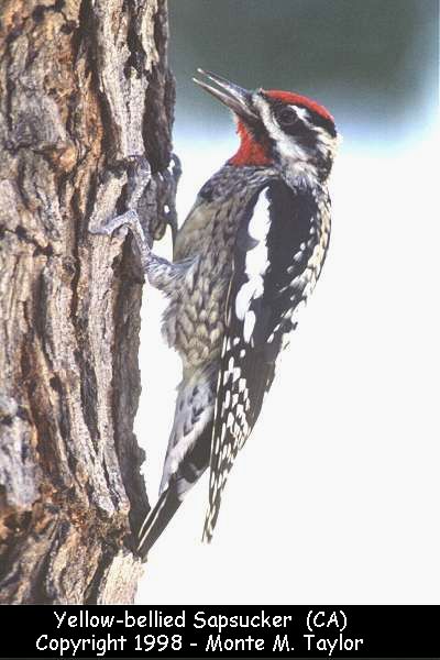 Woodpecker, Sapsucker, and Flicker Gallery
