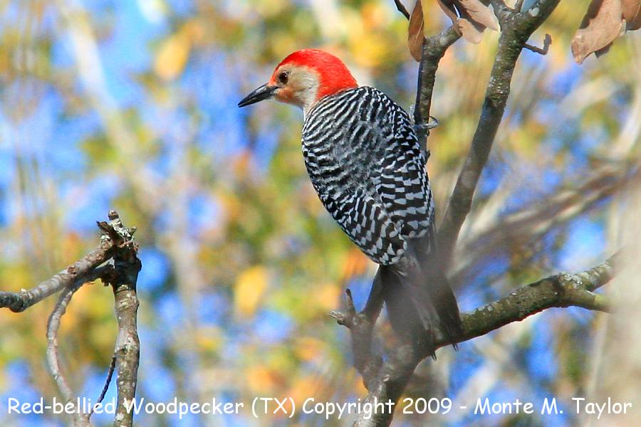 Woodpecker, Sapsucker, and Flicker Gallery